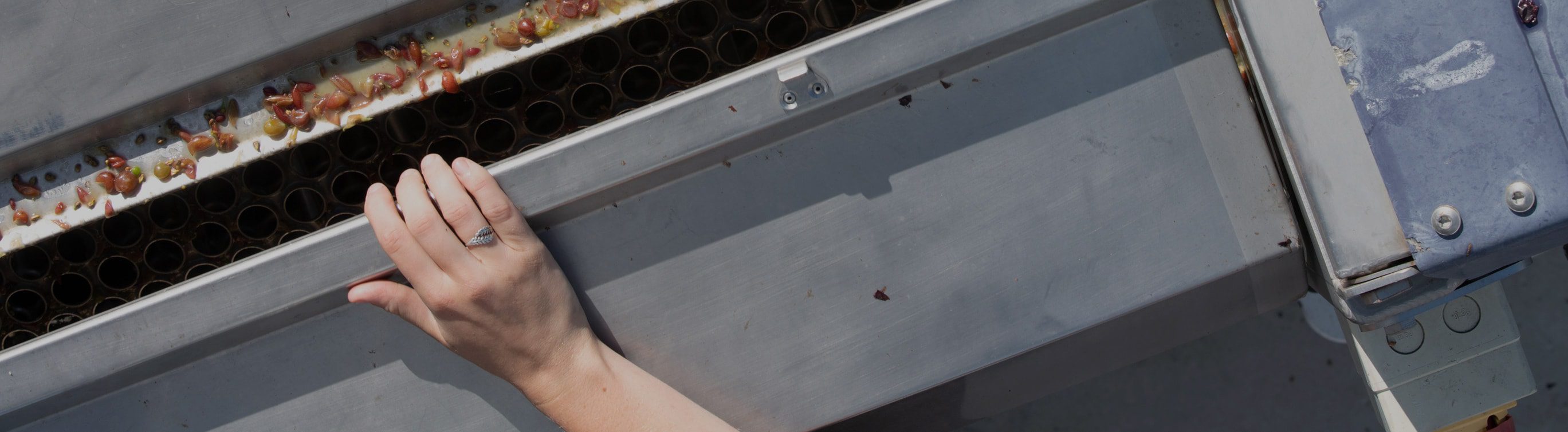 Wine-production-with-hand – Bragato Research Institute