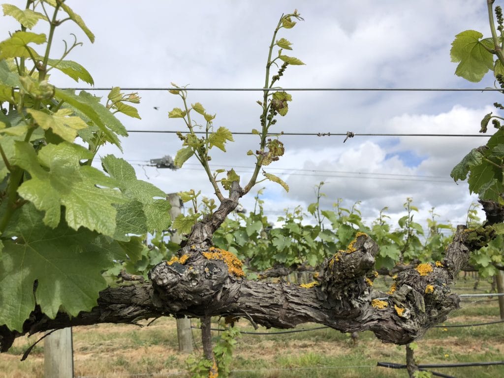 Prevalence of grapevine trunk disease in New Zealand – Bragato Research ...