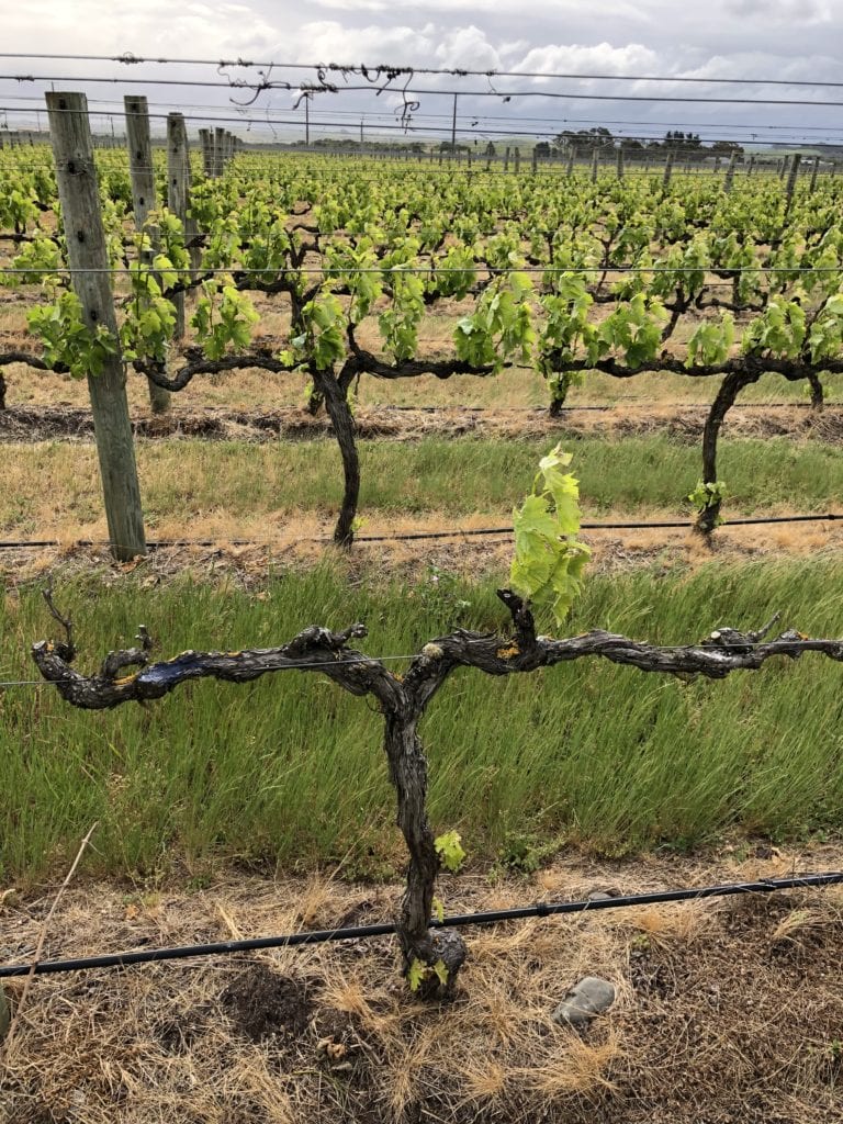 Prevalence of grapevine trunk disease in New Zealand – Bragato Research ...