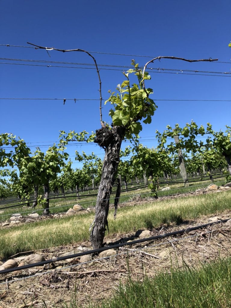 Prevalence of grapevine trunk disease in New Zealand – Bragato Research ...