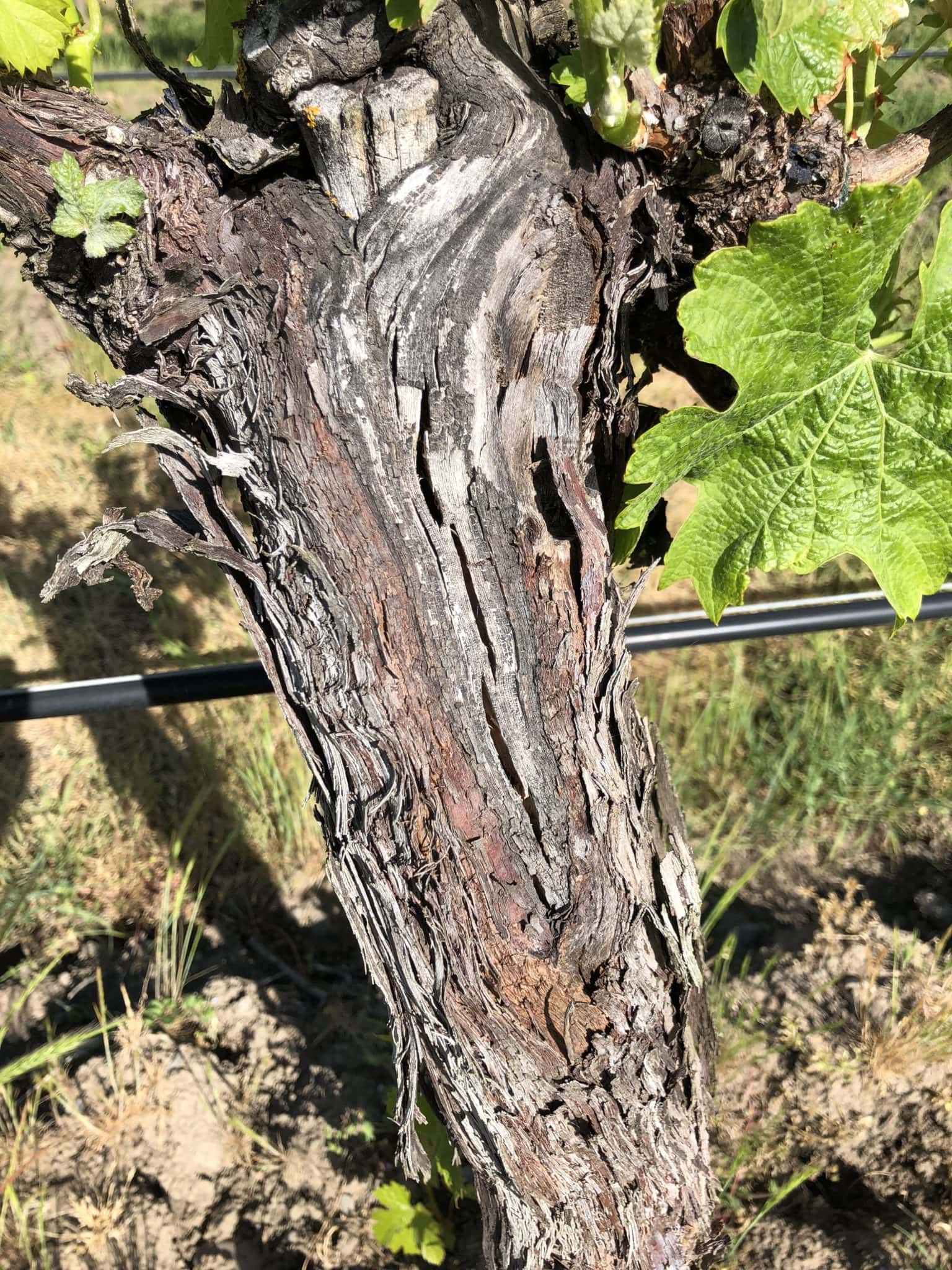 Prevalence of grapevine trunk disease in New Zealand – Bragato Research ...