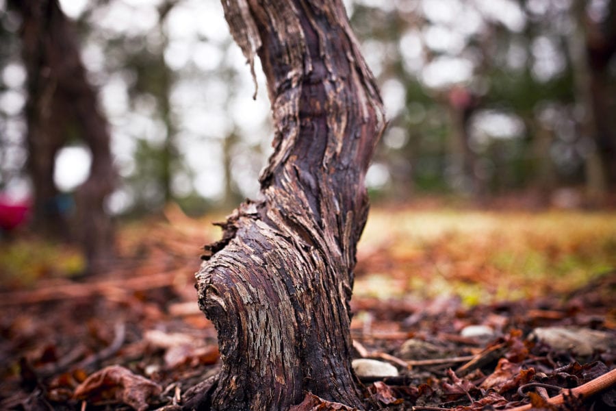 vine trunk – Bragato Research Institute