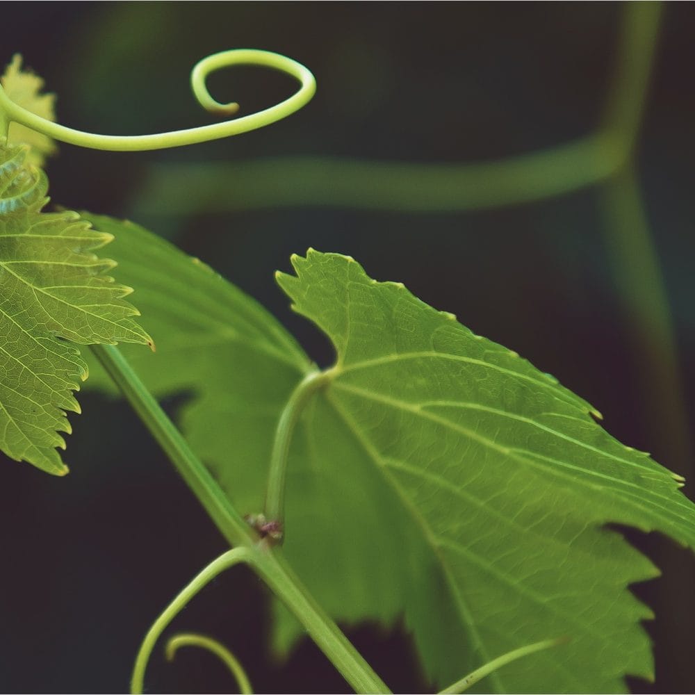 Newsletter – Bragato Research Institute