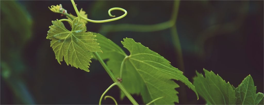 bri-vineleaf-texture 1 – Bragato Research Institute