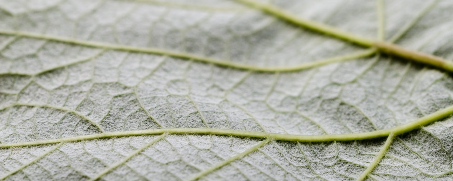 bri-vineleaf-texture 3 – Bragato Research Institute