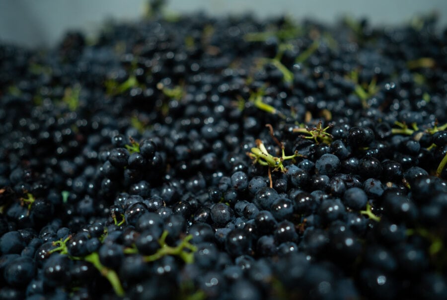 Current Research – Bragato Research Institute