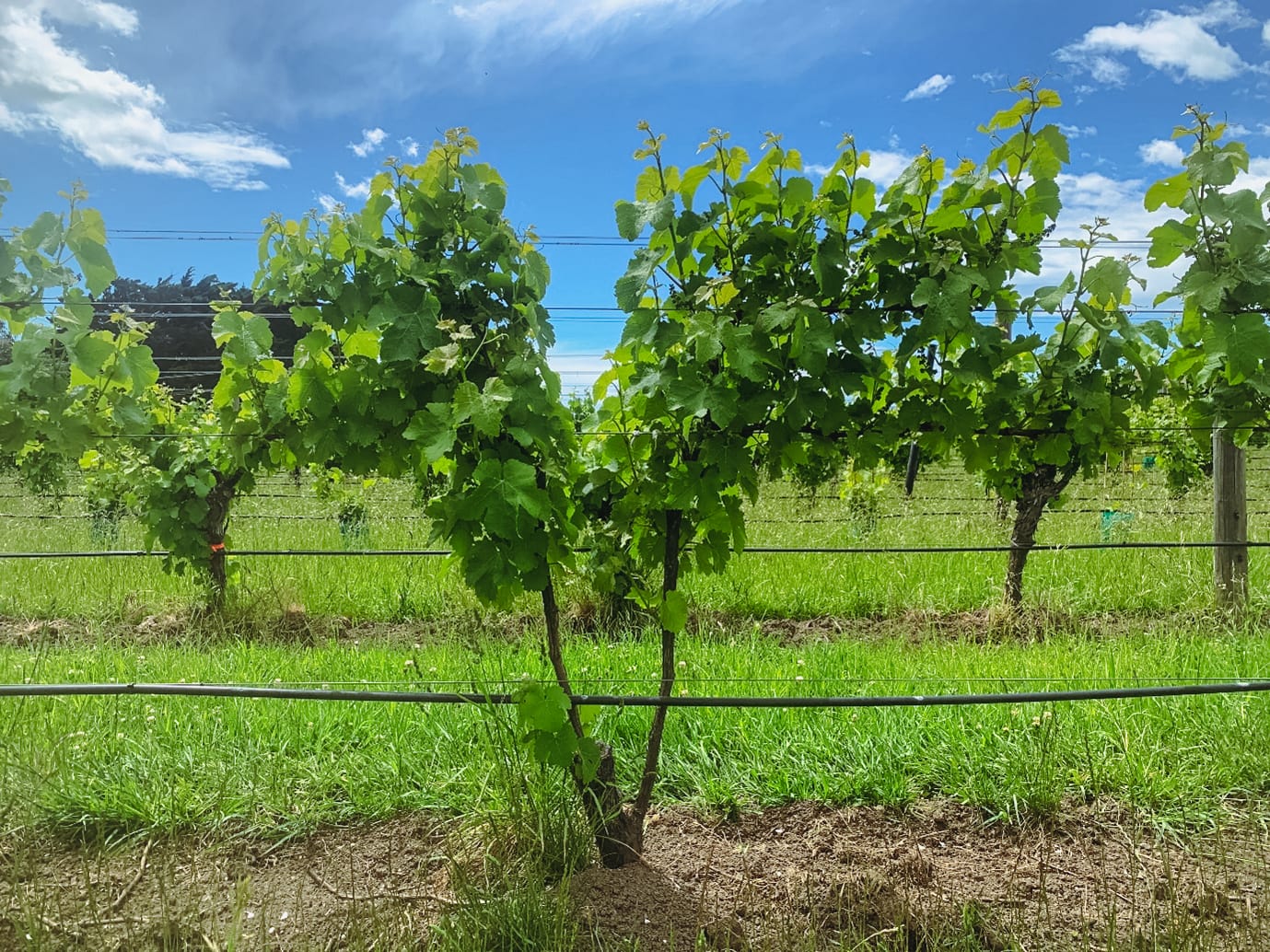 Management of grapevine trunk disease using remedial surgery – Bragato ...