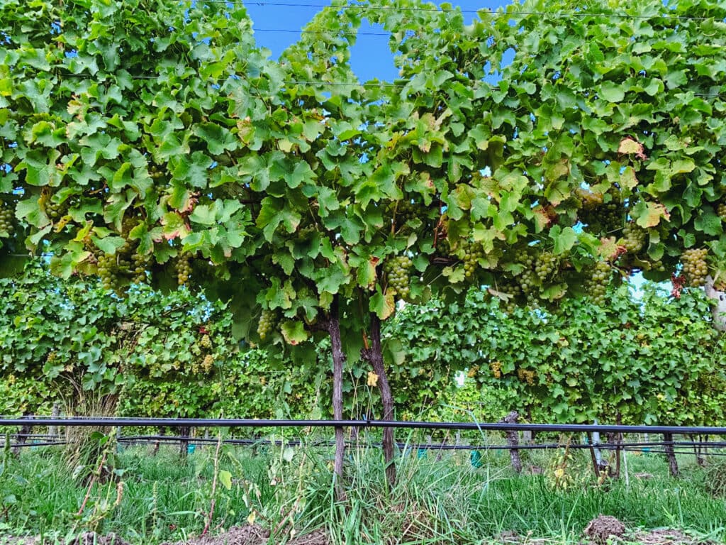 Management of grapevine trunk disease using remedial surgery – Bragato ...