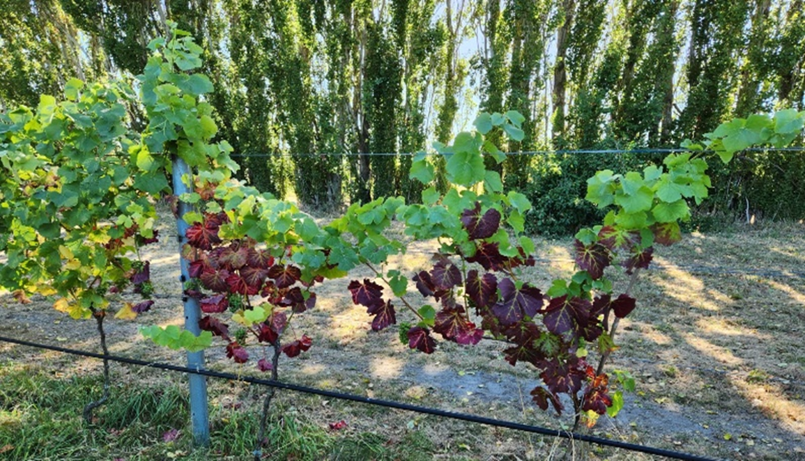 Improving the health of New Zealand’s National Vine Collection ...