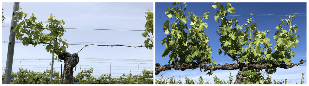 Improving and extending the productive life of grapevines affected by ...