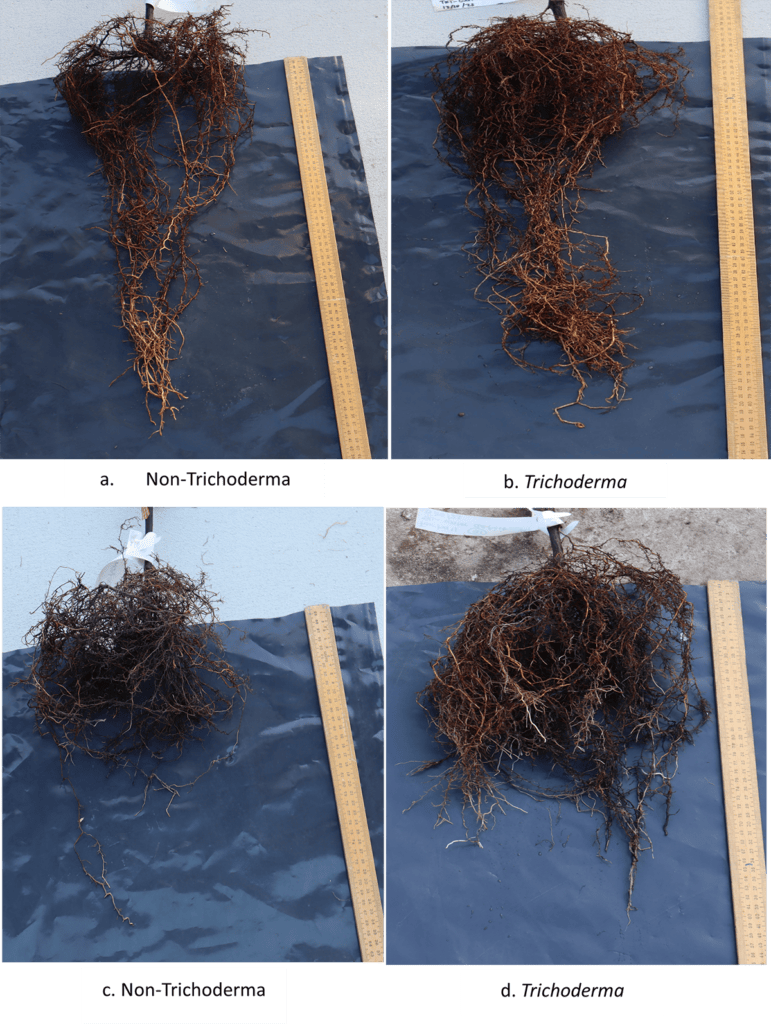 Trichoderma for managing drought stress: A step forward in combating ...