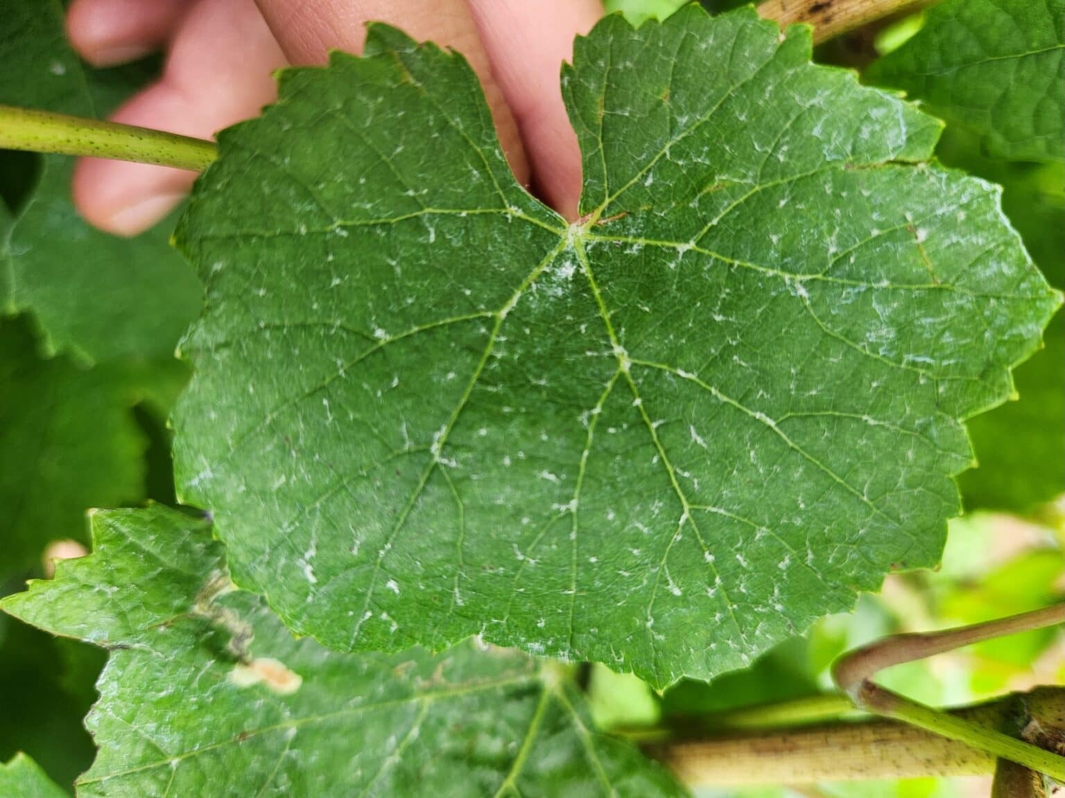 Testing the performance of nanosulfur against powdery mildew in the ...