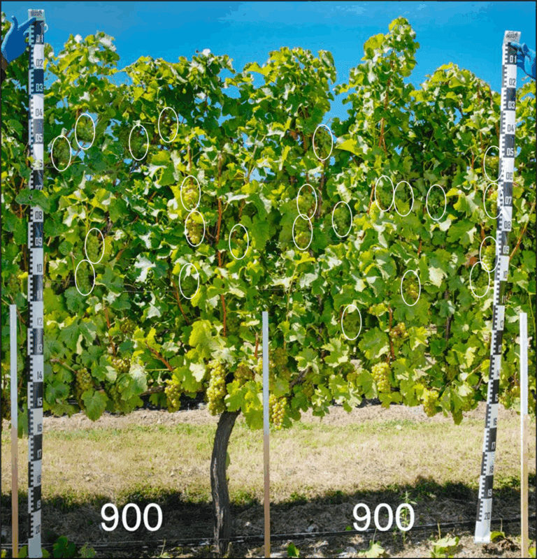 Investigating alternative training systems to boost vineyard ...